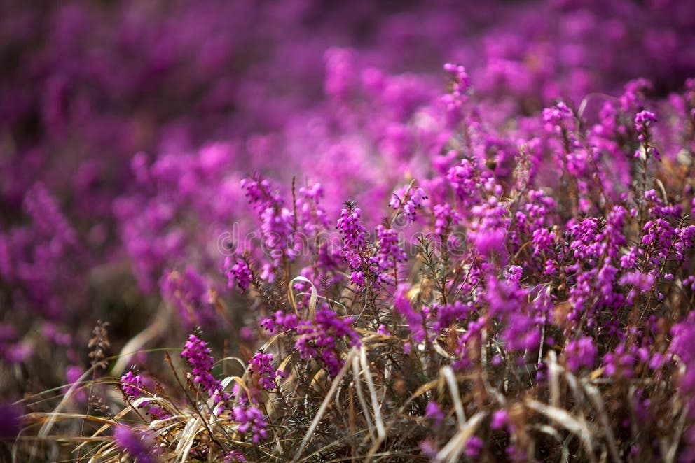 Forest heather stock photo. Image of color, purple, rural - 53740822