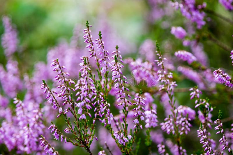 Forest Heather Flowers and Blossoms in Spring Stock Photo - Image of ...