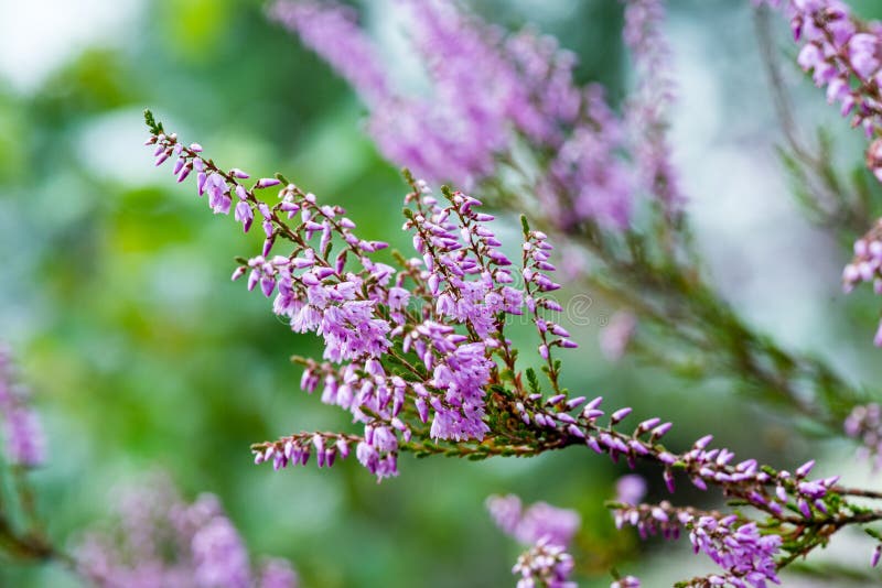 Forest Heather Flowers and Blossoms in Spring Stock Photo - Image of ...