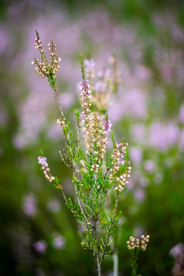 Forest Heather Flowers and Blossoms in Spring Stock Image - Image of ...