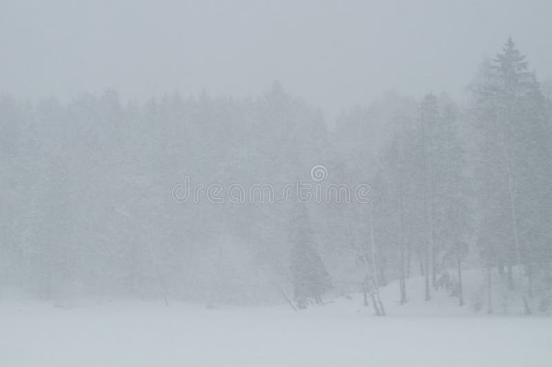 Forest in heavy snowfall stock image. Image of heavy - 248741501