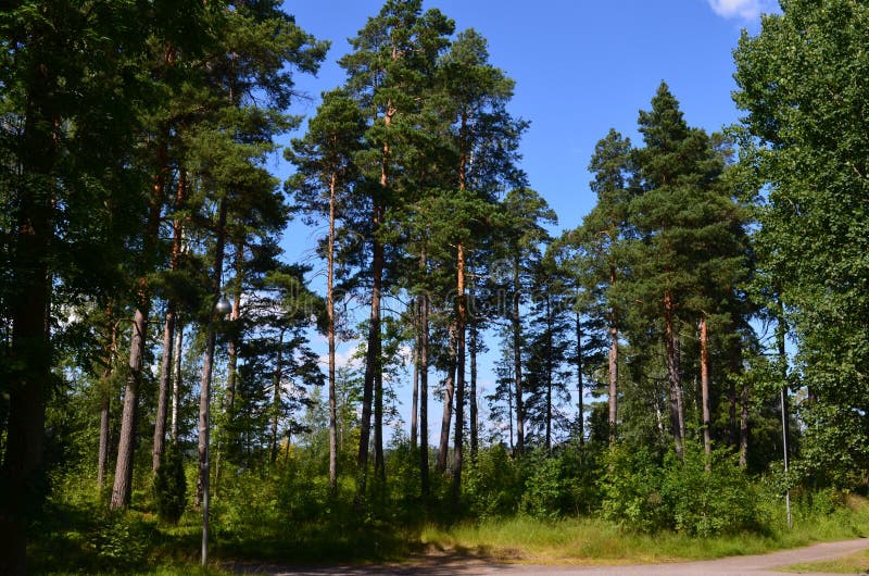 Forest stock image. Image of travel, scandinavia, center - 62315145