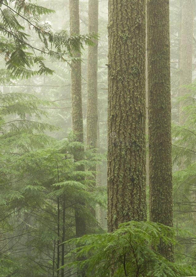 Western Hemlock (Tsuga Heterophylla)Forest Stock Image - Image of ...