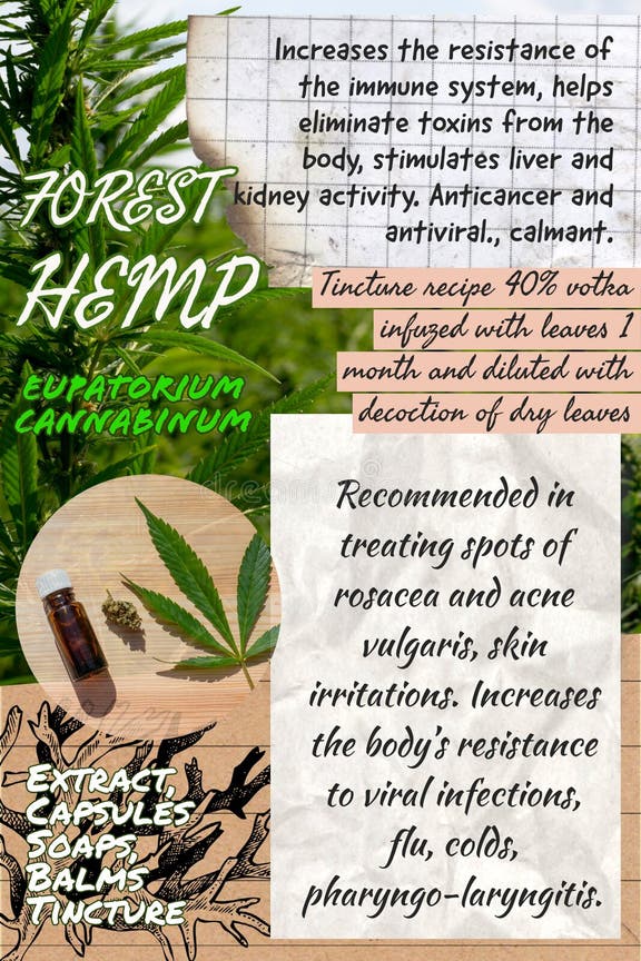 Forest Hemp Herbalist Notebook Page Idea Stock Photo - Image of page ...