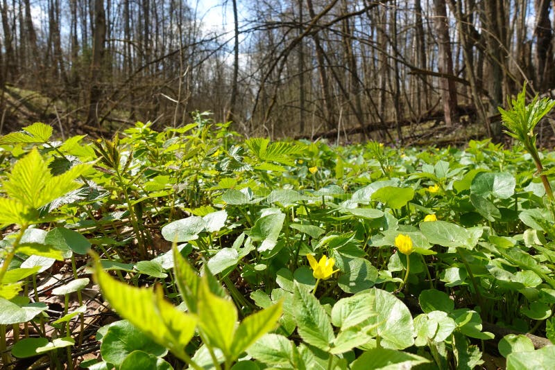 Forest Herbs. Yellow Forest Flowers in Green Young Grass Stock Photo ...
