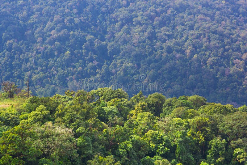 Forest high angle view stock image. Image of wide, tropical - 52135851