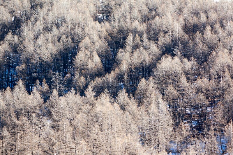 Forest stock image. Image of autumn, bare, wilderness - 51098045