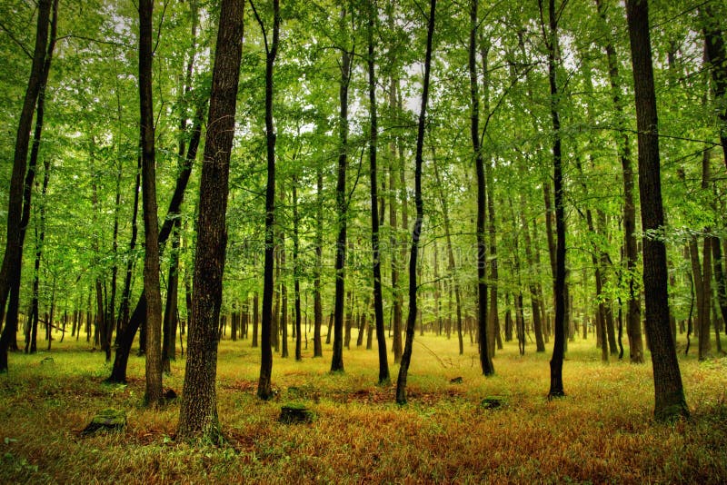 Deep magic forest stock image. Image of river, flowers - 124259697