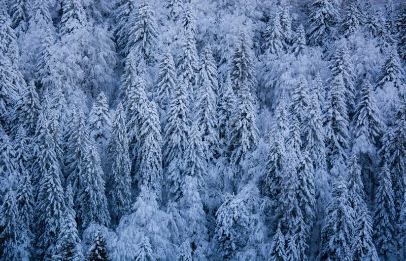 The Forest High in the Mountains Covered by Snow and Ice Stock Photo ...