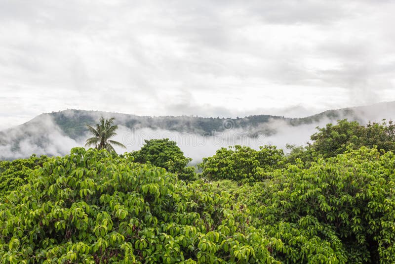 Forest High Tree Top View with Fog and Mountain Background Stock Photo ...