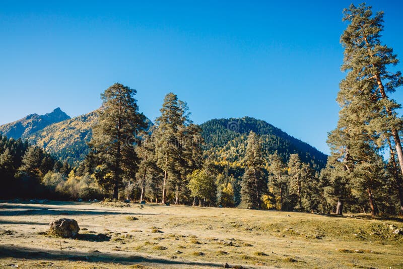 Forest with High Trees Blue Sky and Mountains. Stock Photo - Image of ...