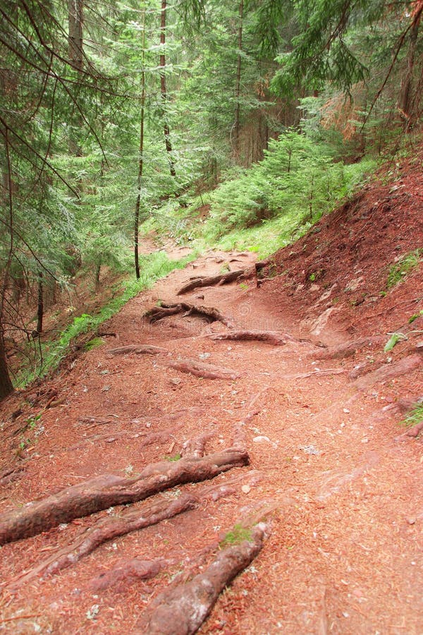 Forest hiking path stock image. Image of outdoors, lush - 13939141