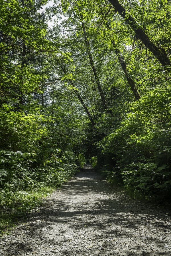 Forest Hiking Path stock image. Image of outdoor, pathway - 44190569