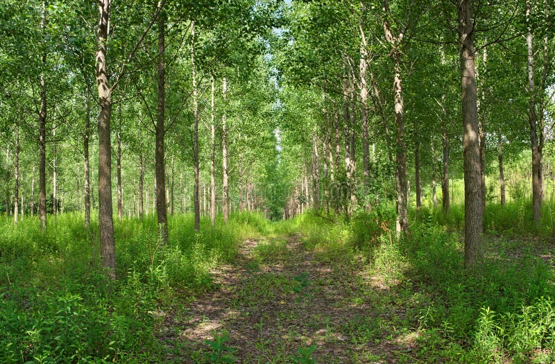 Forest Hiking Road with Trees All Around Stock Image - Image of scenic ...