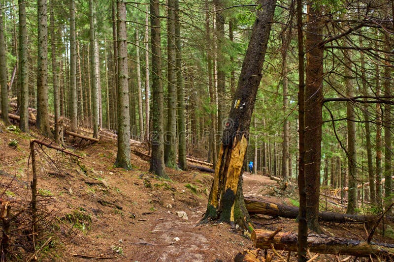 Forest Hiking Trail with Fallen Trees Stock Photo - Image of terrain ...
