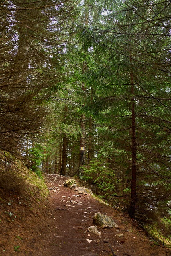 Forest Hiking Trail with Fallen Trees Stock Photo - Image of ground ...