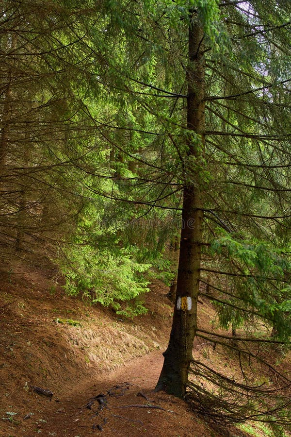 Forest Hiking Trail with Fallen Trees Stock Photo - Image of slope ...