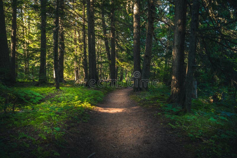 Forest hiking trail. stock photo. Image of outdoors, natural - 80999514