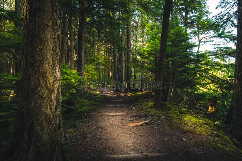 Forest hiking trail. stock photo. Image of glacier, montana - 81000694