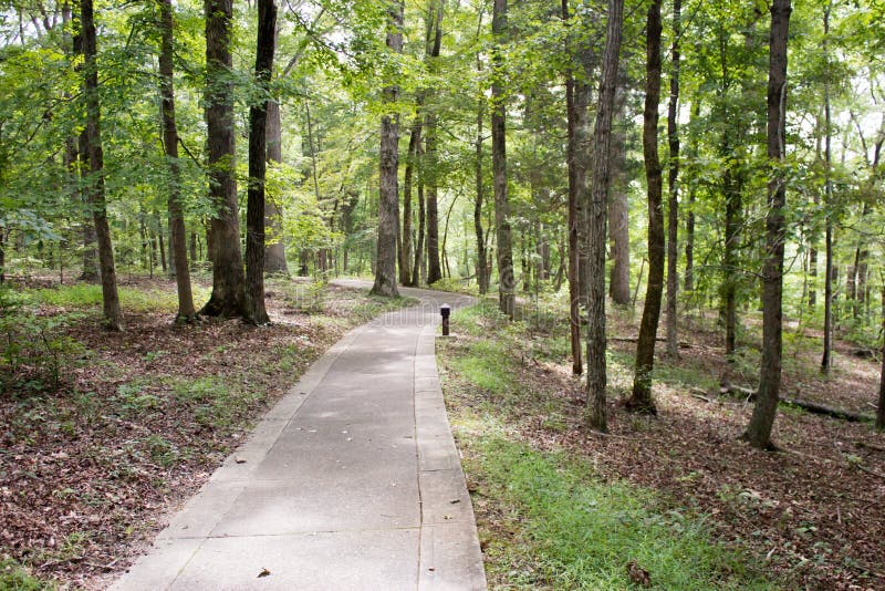 Forest hiking trail stock image. Image of woodland, walking - 60351797