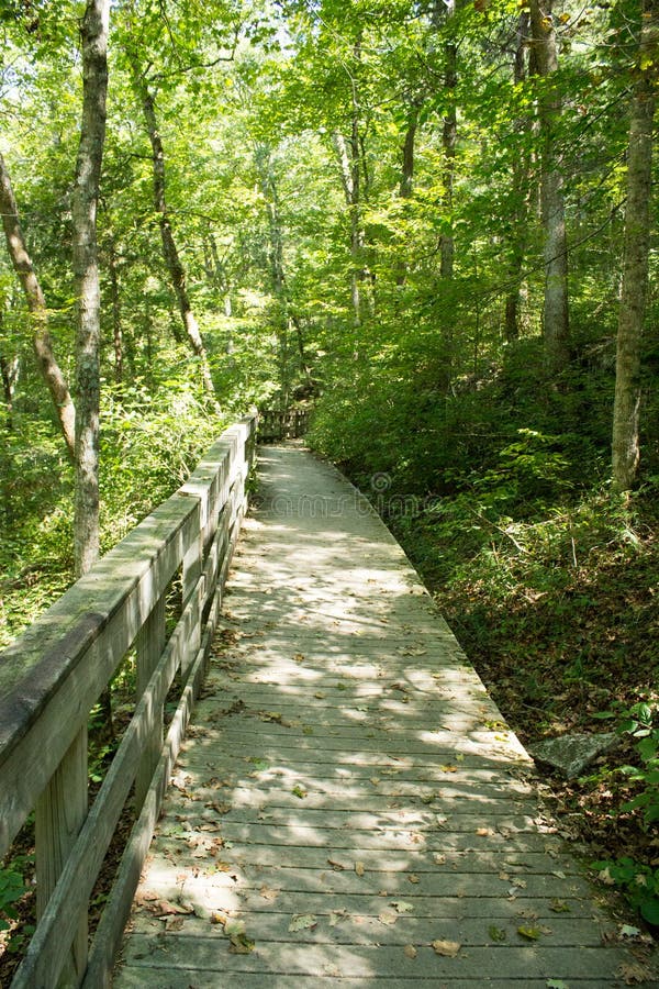 Forest hiking trail stock photo. Image of nature, park - 60351862