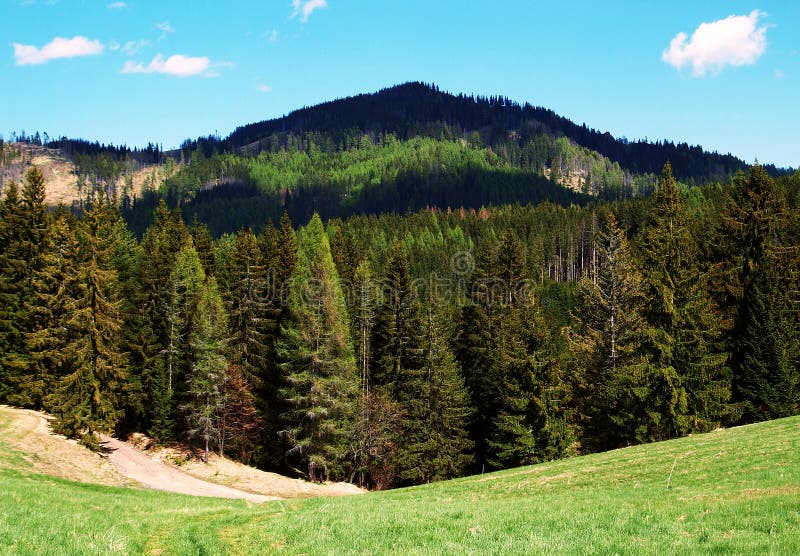 Forest Hill stock photo. Image of thick, deep, green - 17689558