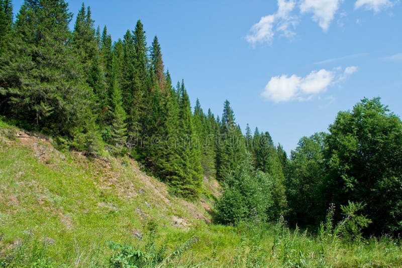 Forest at hill stock photo. Image of beautiful, natural - 23511944