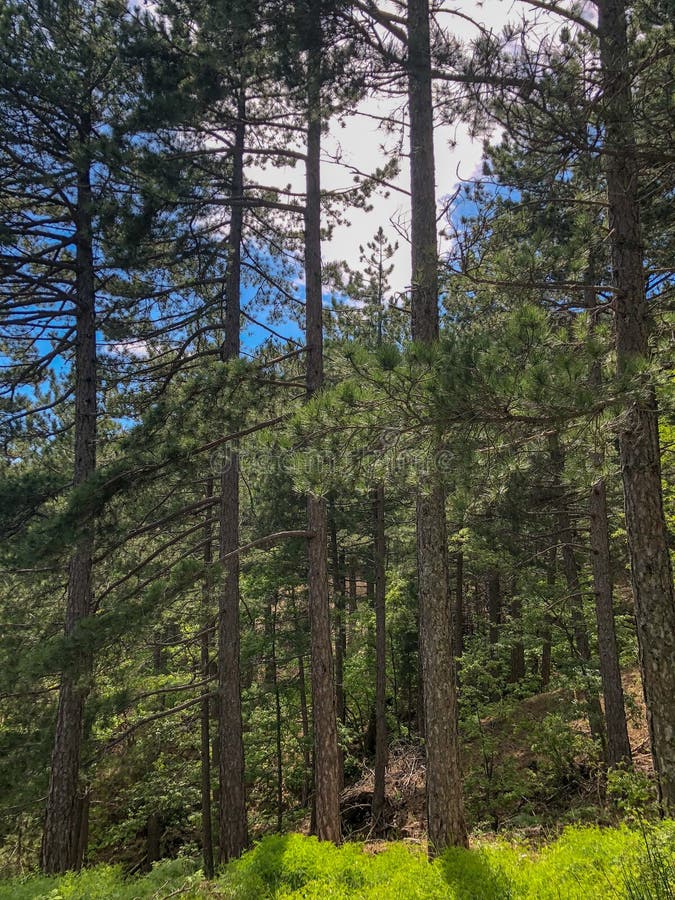 Forest in the Hill, Deep Forest in the Big Trees Stock Image - Image of ...