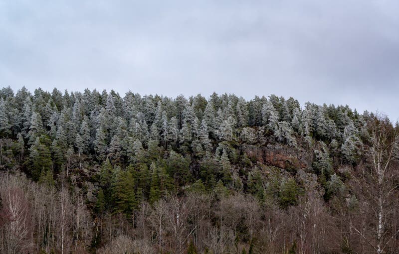 Forest on Hill with Frozen Tree Tops Stock Image - Image of woodland ...
