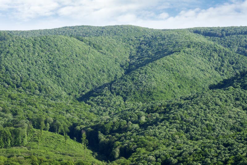 Forest on hill landscape stock image. Image of lush - 146757793