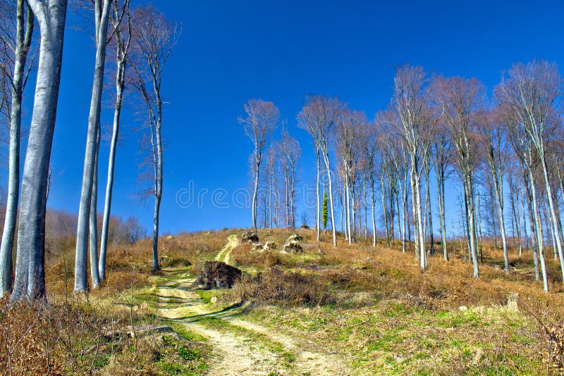 Forest Hill Path Winter View Stock Photo - Image of tree, beech: 42492674