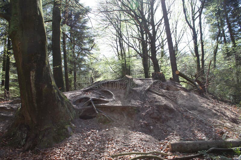 Forest Hill with Roots stock image. Image of roots, leafless - 114916393