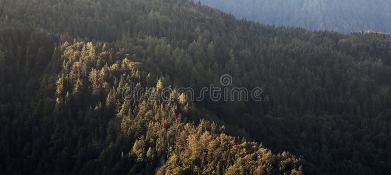 Forest Hill stock photo. Image of plant, green, scenic - 165243022