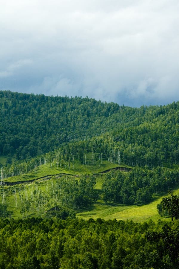 Forest on hillside stock image. Image of green, outdoor - 11172981