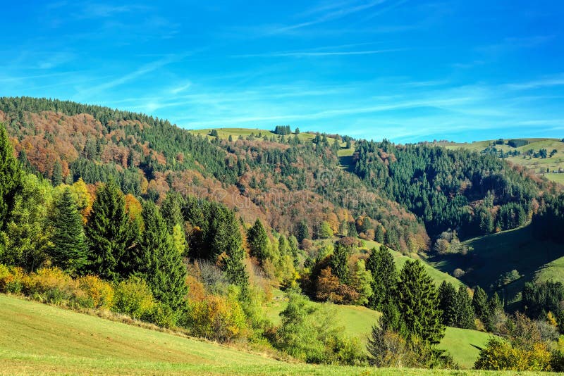 Forest on hillside stock photo. Image of woodland, green - 95593488