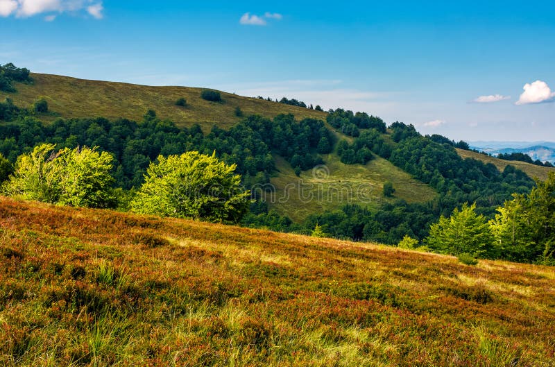 Forest on a Hillside in Evening Light Stock Photo - Image of august ...