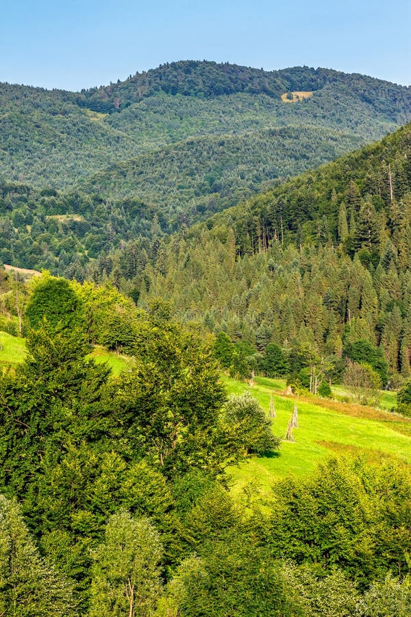 Forest on Hillside Meadow in Mountain Stock Photo - Image of nature ...