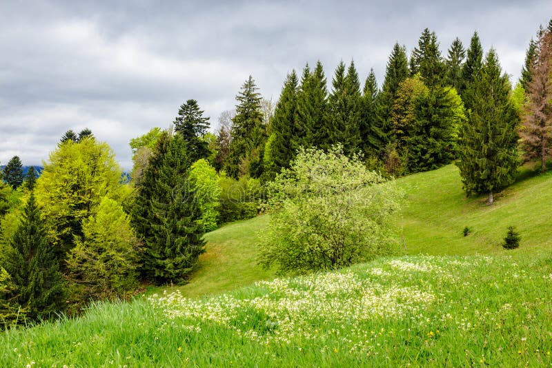 Forest on Hillside Meadow in Mountain Stock Image - Image of hillside ...