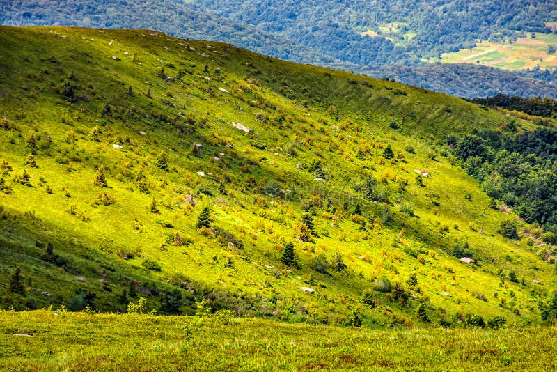 Forest on Hillside Meadow in Mountain Stock Photo - Image of bush ...