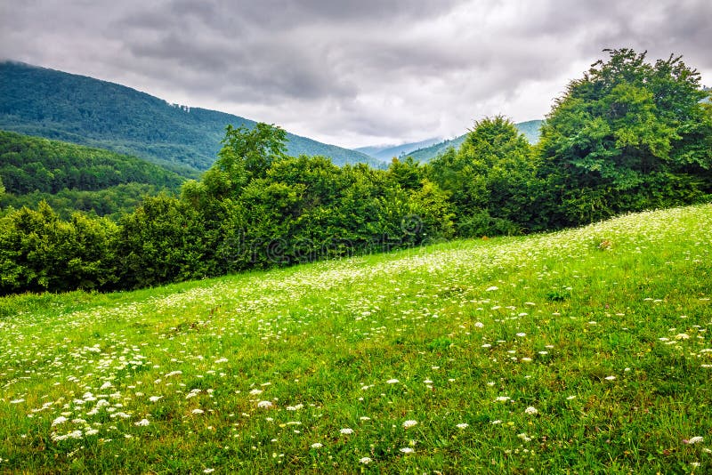 Forest on Hillside Meadow in Mountain Stock Photo - Image of forest ...