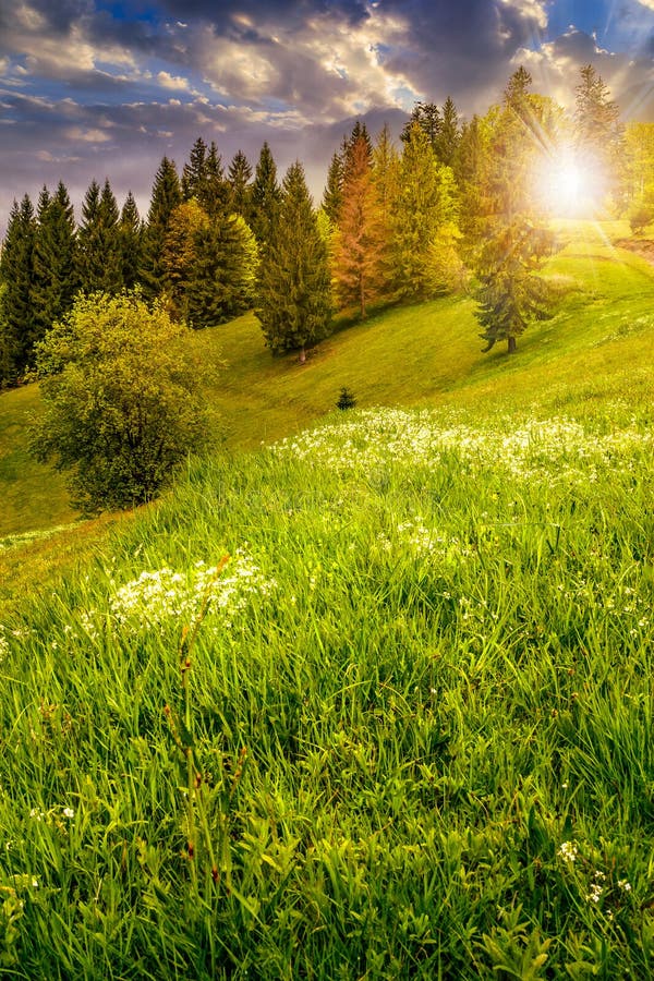 Forest on Hillside Meadow in Mountain at Sunset Stock Image - Image of ...
