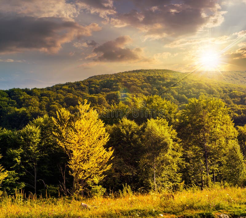 Forest on Hillside Meadow in Mountain at Sunset Stock Image - Image of ...