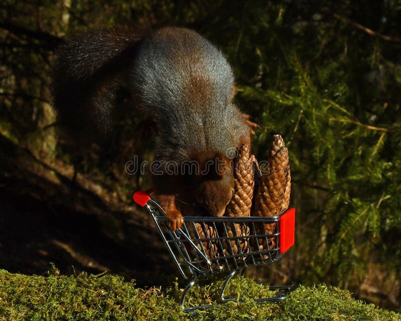 Hoarding Nuts Squirrel Stock Photos - Free & Royalty-Free Stock Photos ...