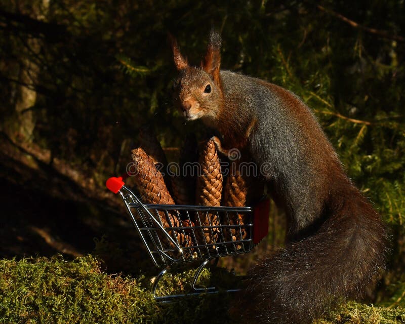 Hoarding Nuts Squirrel Stock Photos - Free & Royalty-Free Stock Photos ...