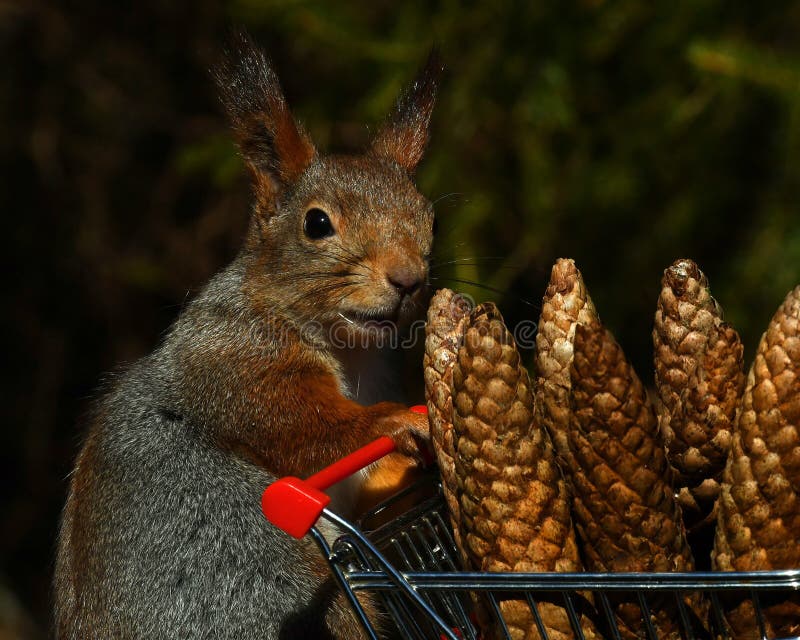 Hoarding Nuts Squirrel Stock Photos - Free & Royalty-Free Stock Photos ...