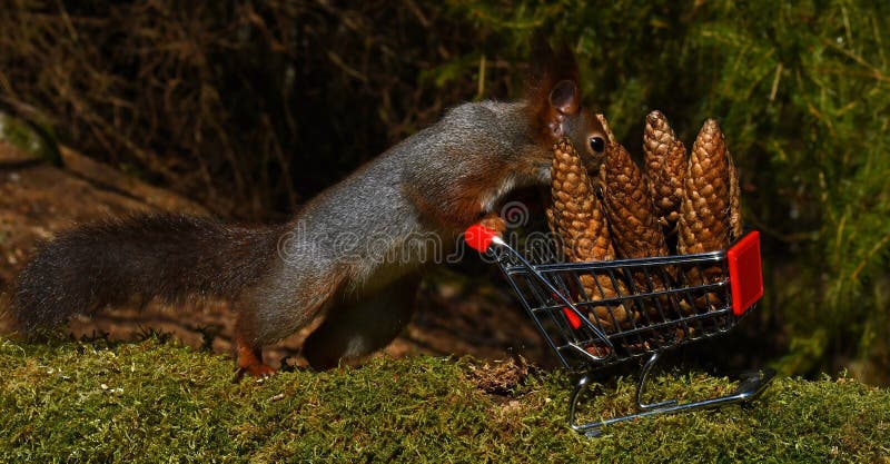 Hoarding Nuts Squirrel Stock Photos - Free & Royalty-Free Stock Photos ...