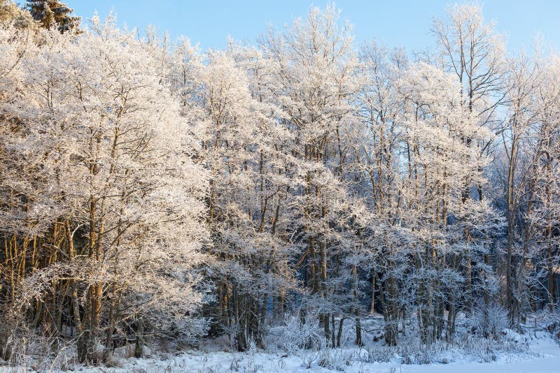 Forest with Hoarfrost in Winter Stock Photo - Image of frozen, scenic ...