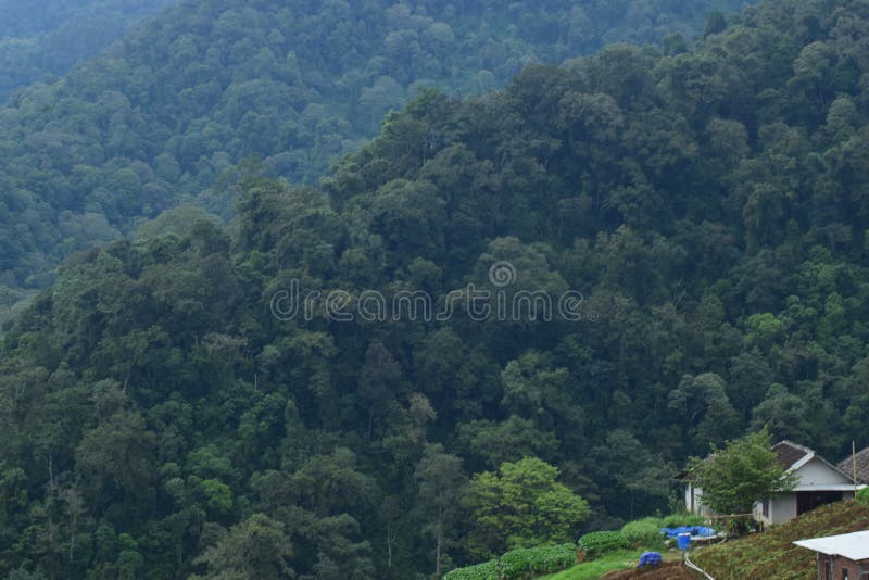 Forest and Home in Batu Malang Java Stock Photo - Image of batu, java ...