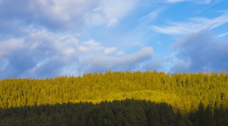Forest on Horizon with Blue Sky Stock Photo - Image of summer, cascade ...