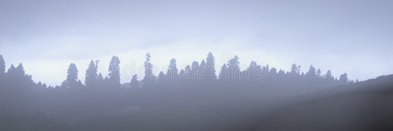 Forest on the Horizon in the Fog. Banner Stock Photo - Image of ...